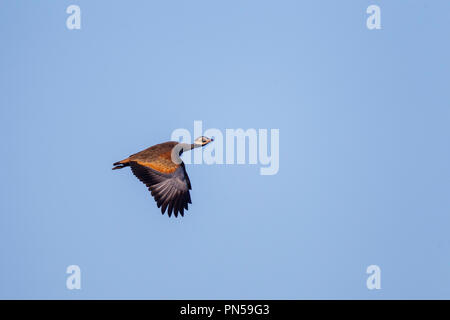 Blue Bustard (Eupodotis caerulescens), adult male, Mountain Zebra ...