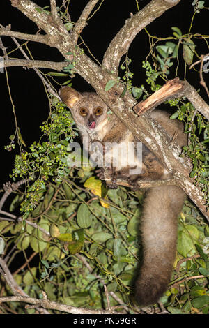 Brown greater galago (Otolemur crassicaudatus) climbing in tree at ...