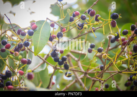 Syzygium cumini, jambul, jambolan, jamblang, or jamun, Ponmudi ...