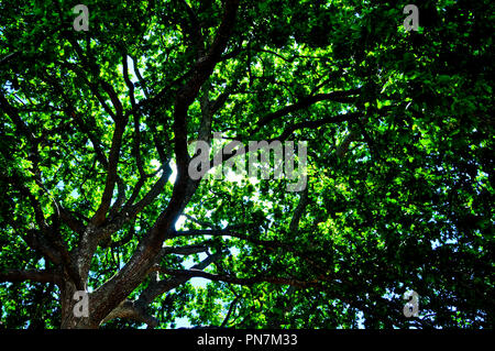 Dappled sunlight falling through trees onto woodland forest path by The ...