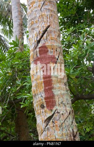 Red paint marking on a tree in the german forest. It is common in the ...