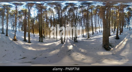 360° view of In the deep forest - Alamy