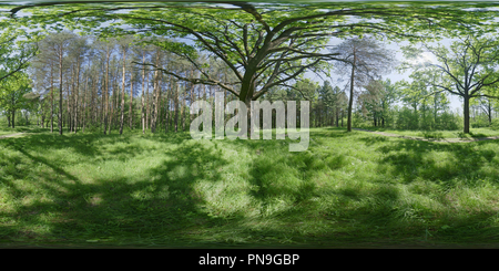 360° view of Biggest oak in this forest - Alamy