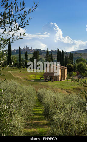 Olive trees in a typical Tuscan landscape in Crete Senesi in summer at ...