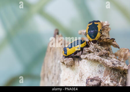 Flower chafer beetle foot. Macro photograph of the claw on the end of a ...
