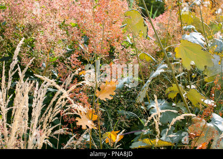 plume poppy (Macleaya microcarpa 'Kelway's Coral Plume', Macleaya ...