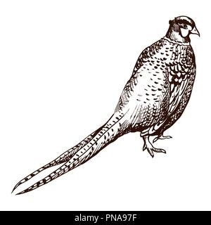 Antique engraving pheasant illustration Stock Vector Image & Art - Alamy