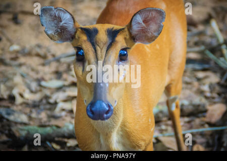 The common muntjac (Muntiacus muntjak), also called southern red ...