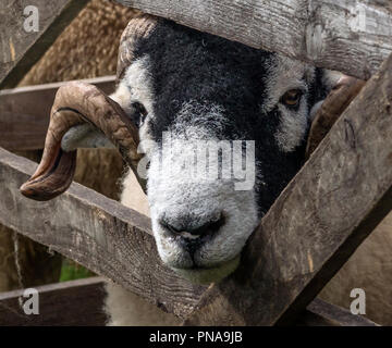 Farmer in Swaledale, North Yorkshire making bales of hay, using a ...