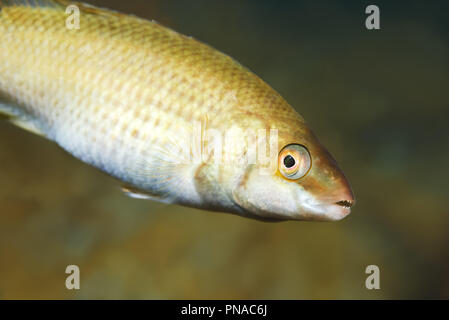 Goldsinny wrasse (Ctenolabrus rupestris) portrait Stock Photo - Alamy