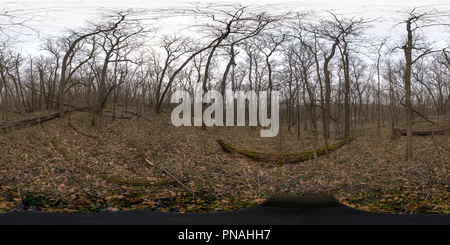 360° view of Spring Arrives with Moss and Forest Flowers in Iowa - Alamy