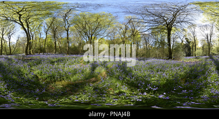 360° view of Bluebells Staffhurst Wood Near Limpsfield Surrey Early May ...