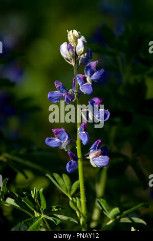 Alaska Lupines (Lupinus nootkatensis) in front of Eyjafjallajökull ...