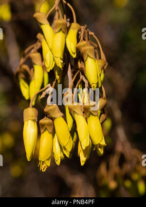Close-up of native yellow Kowhai flowers, Sophora Microphylla Stock ...