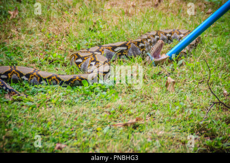 People are catching snake in the garden with snake catcher tool that ...