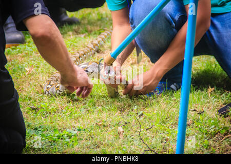 People are catching snake in the garden with snake catcher tool that ...