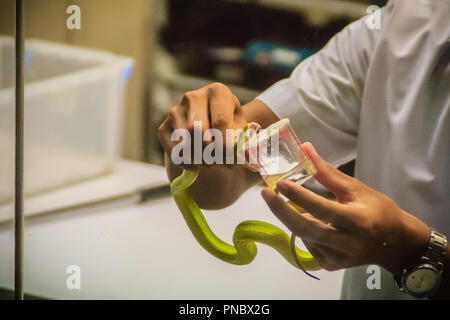 Milking green pit viper (Trimeresurus) snake for venom to produce snake ...