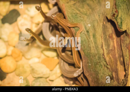 Group of water snakes (Homalopsidae) and their common name are water ...