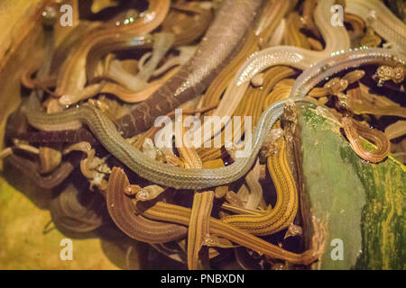 Group of water snakes (Homalopsidae) and their common name are water ...