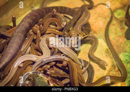 Group of water snakes (Homalopsidae) and their common name are water ...
