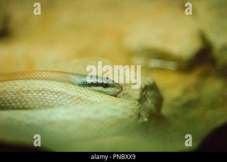 Ridley's beauty snake, cave dwelling ratsnake, cave racer (Orthriophis ...