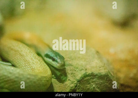Ridley's beauty snake, cave dwelling ratsnake, cave racer (Orthriophis ...