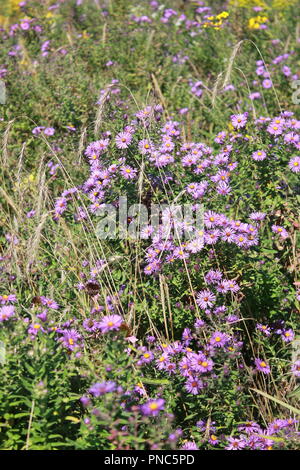 Beautiful and huge wildflower field on a late summer and early fall day ...