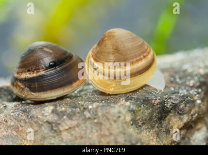 European fingernail clam Stock Photo - Alamy