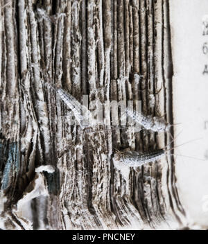 Silverfish three pieces on the torn cover of an old book. Pest books ...