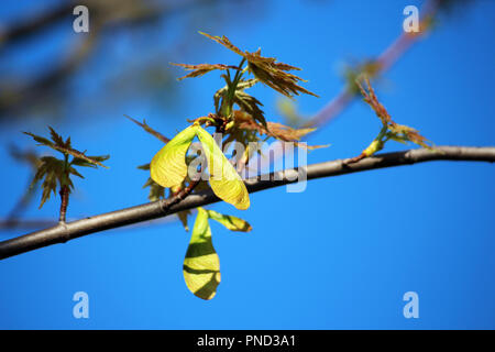 Norway maple (Acer platanoides 'Emerald Queen', Acer platanoides Stock ...
