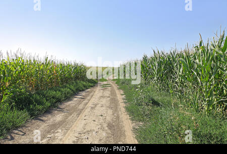 Dirt Road Through Corn Field for Agricultural Use Stock Photo - Alamy