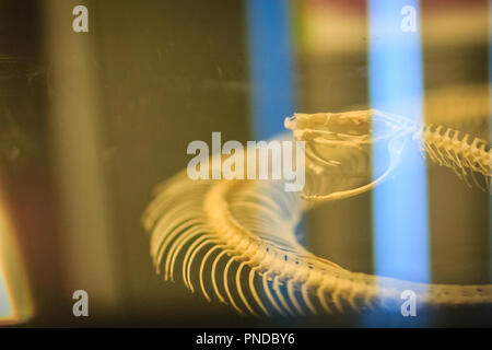 Viper head skeleton Stock Photo - Alamy
