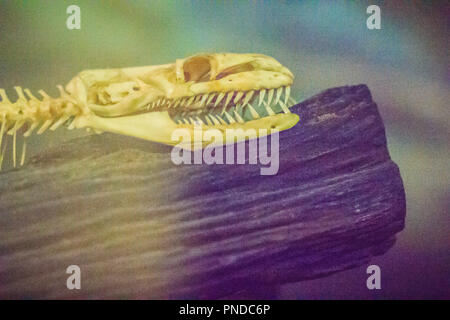 Snake skeletons of Reticulated python (Python reticulatus). The ...