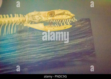 Snake skeletons of Reticulated python (Python reticulatus). The ...