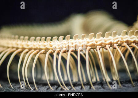 Snake skeletons of Reticulated python (Python reticulatus). The ...