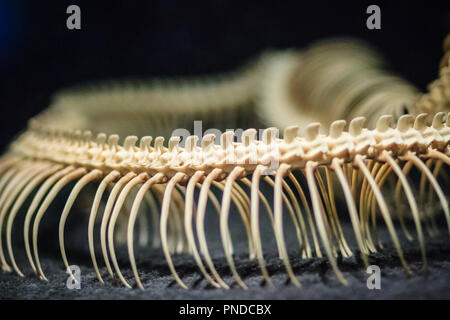 Snake skeletons of Reticulated python (Python reticulatus). The ...