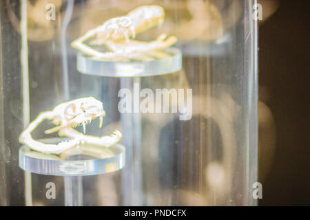 Indochinese spitting cobra, Siamese Cobra (Naja siamensis), snake ...