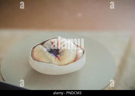 Underdeveloped embryo of snake in the egg Stock Photo - Alamy