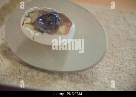 Underdeveloped embryo of snake in the egg Stock Photo - Alamy