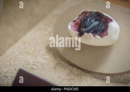 Underdeveloped embryo of snake in the egg Stock Photo - Alamy