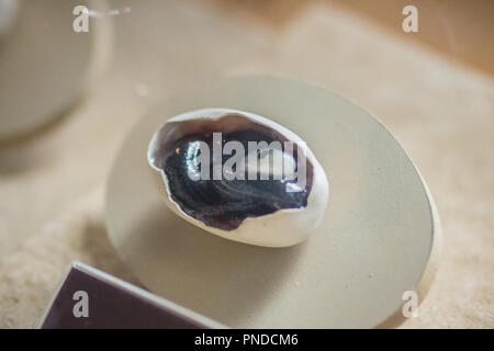 Underdeveloped embryo of snake in the egg Stock Photo - Alamy