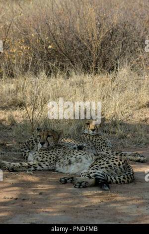 A road trip across Namibia from Etosha to Sossusvlei Stock Photo - Alamy