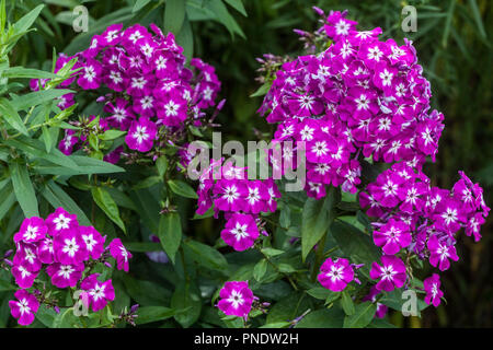 A beautiful view of purple phlox flowers Stock Photo - Alamy