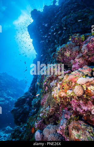 Seascape of sunshine coral reef. Yap island, Micronesia Stock Photo - Alamy