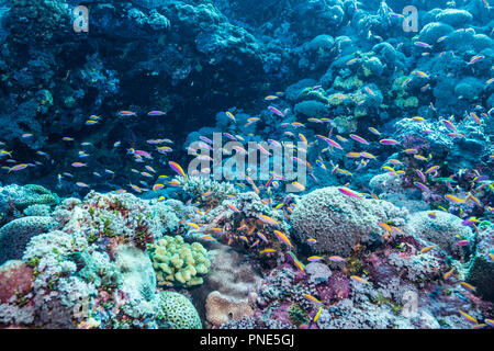 A school of Yellowback anthias (Pseudanthias evansi (Smith, 1954 ...