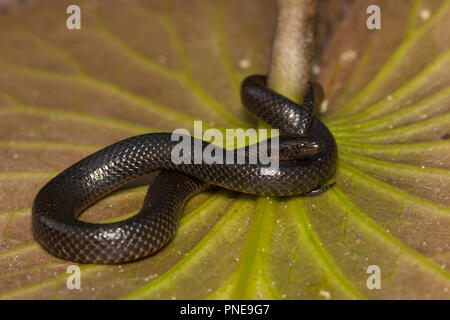 Southern Florida swamp snake - Liodytes pygaea Stock Photo - Alamy