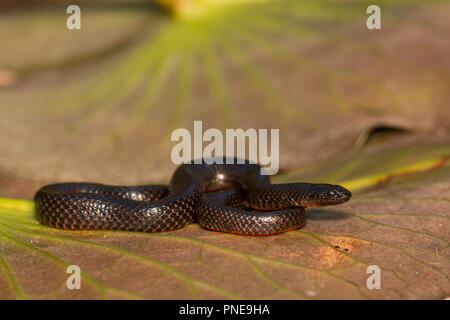 Southern Florida swamp snake - Liodytes pygaea Stock Photo - Alamy