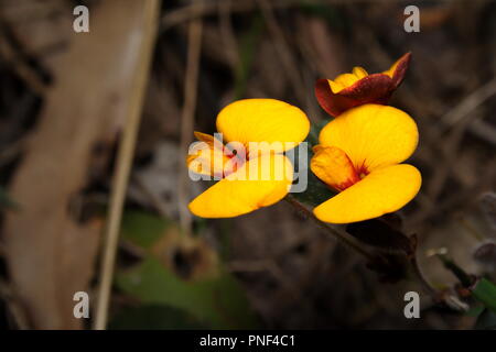 Australian Native Pea Flower Stock Photo - Alamy