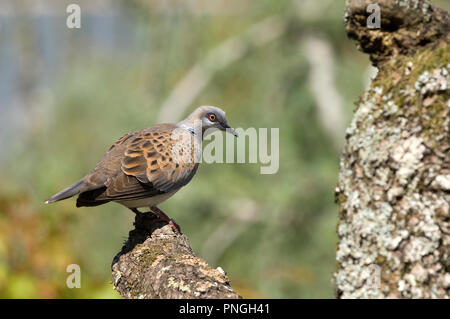 Turtle Dove Streptopelia tutur bird dove sitting branch tree portrait ...