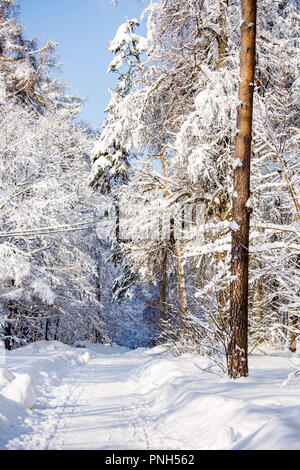 Picturesque photo of snowy trees in forest during day Stock Photo - Alamy